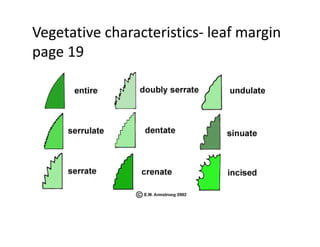 Lecture plant classification morphology | PDF