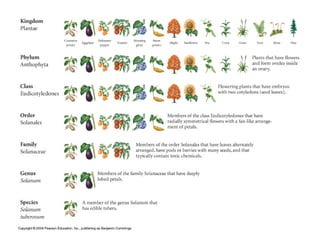 Lecture plant classification morphology | PDF