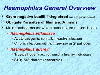 LecturePP26HaemophilusActinobacillusPasteurella.ppt