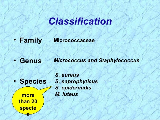 Micrococcaceae - Alchetron, The Free Social Encyclopedia