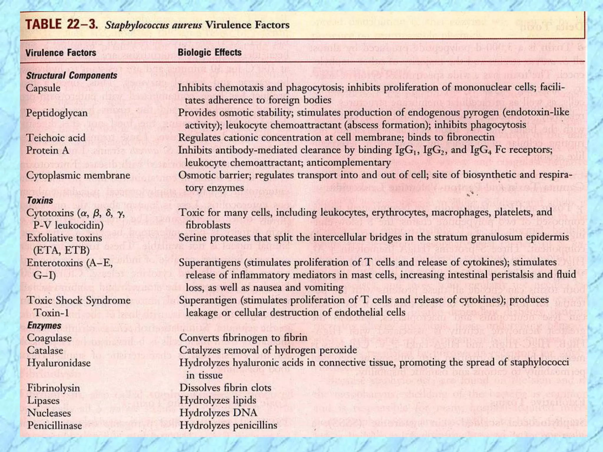 staphylococcus | PPT