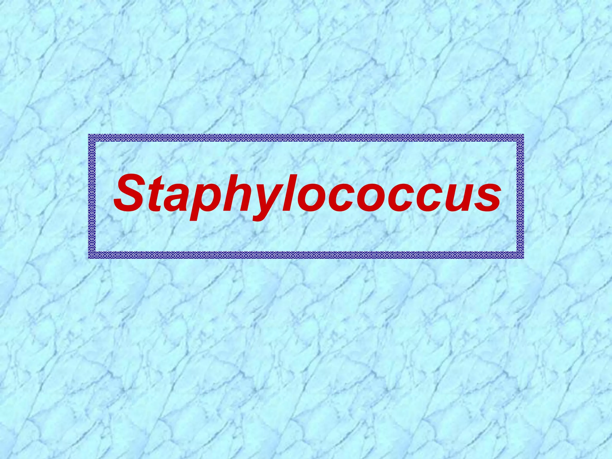 staphylococcus | PPT