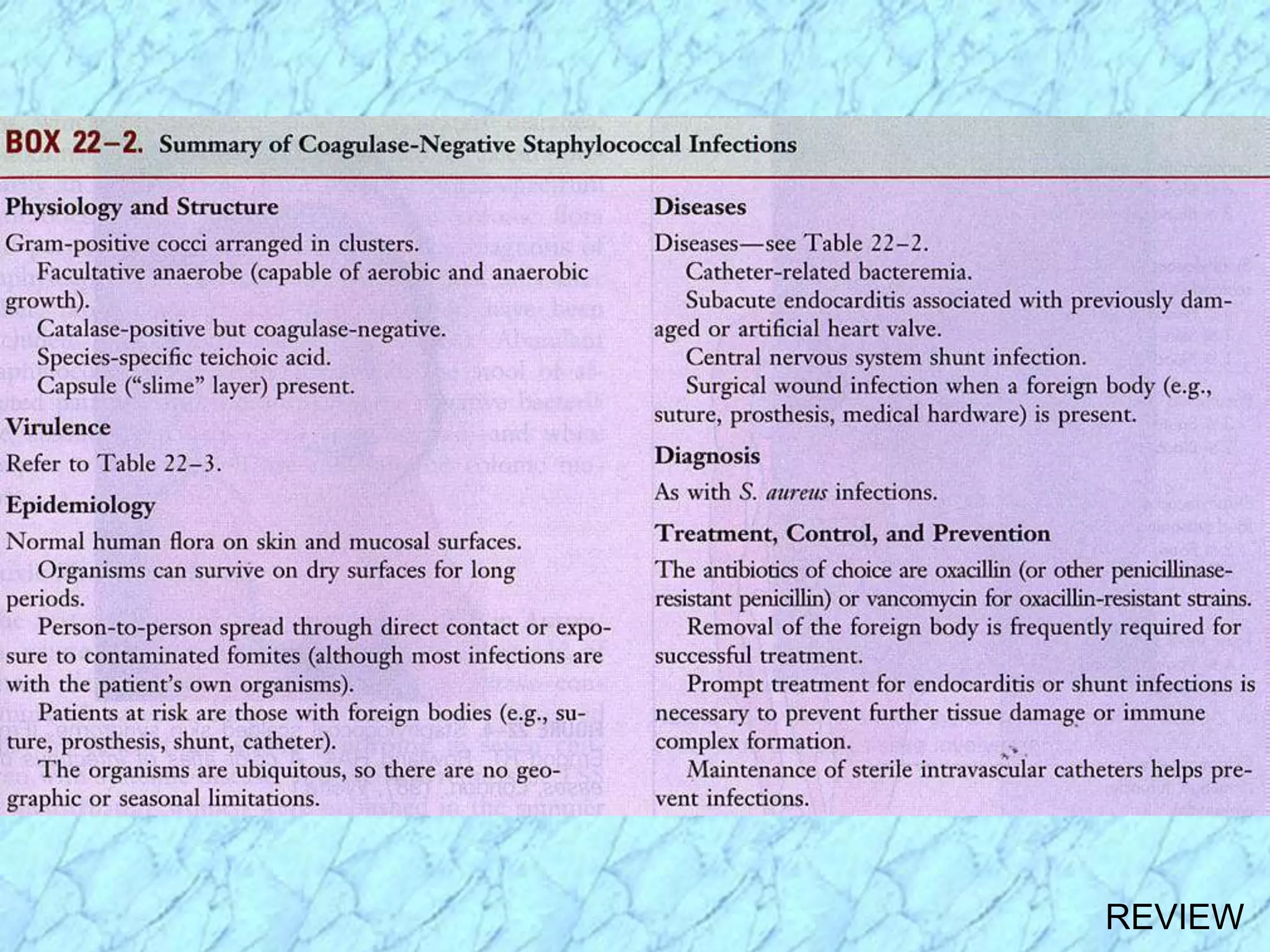 staphylococcus | PPT