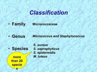 staphylococcus | PPT | Infectious Diseases | Diseases and Conditions