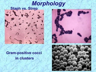 staphylococcus | PPT