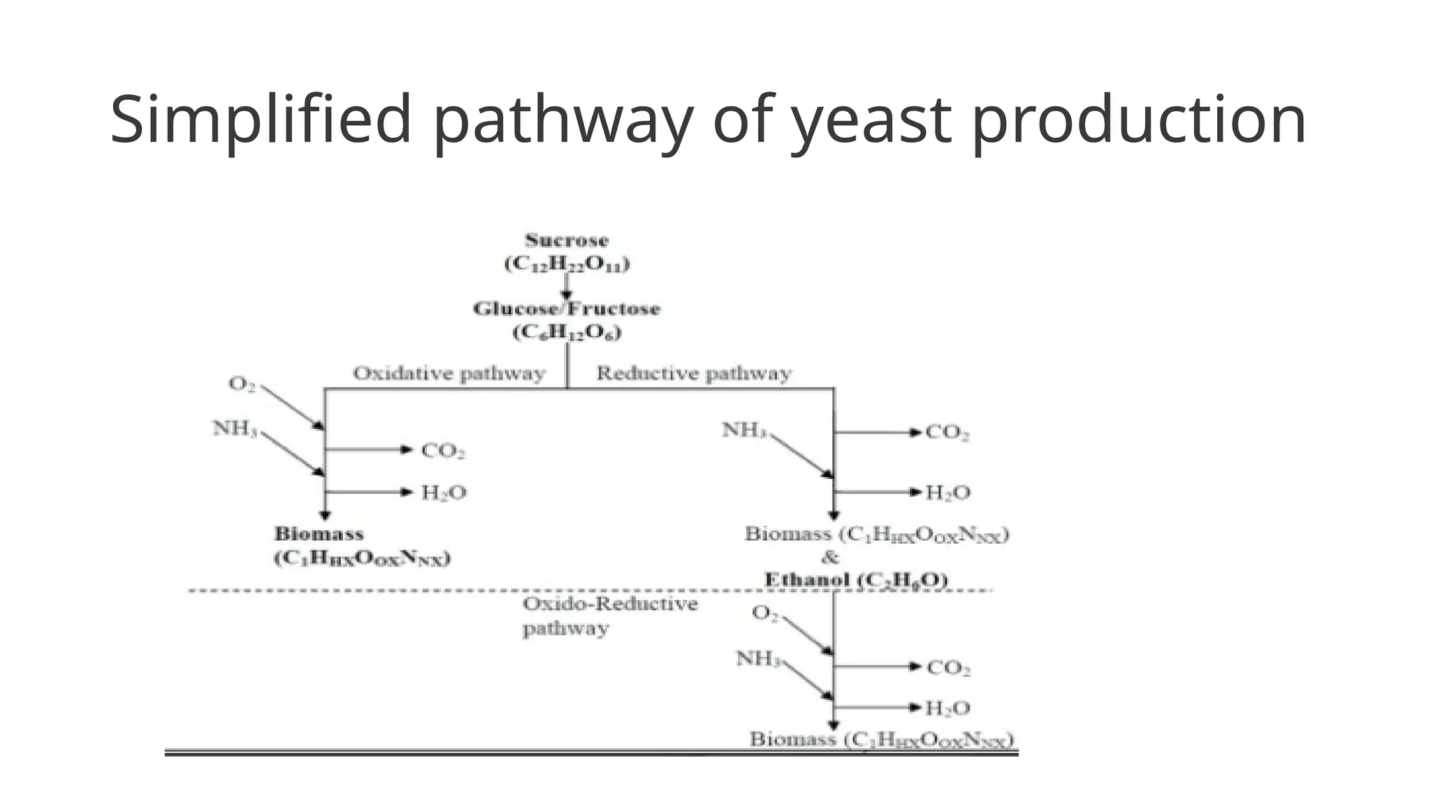 lecture_production_of_yeast_biomass.pptx