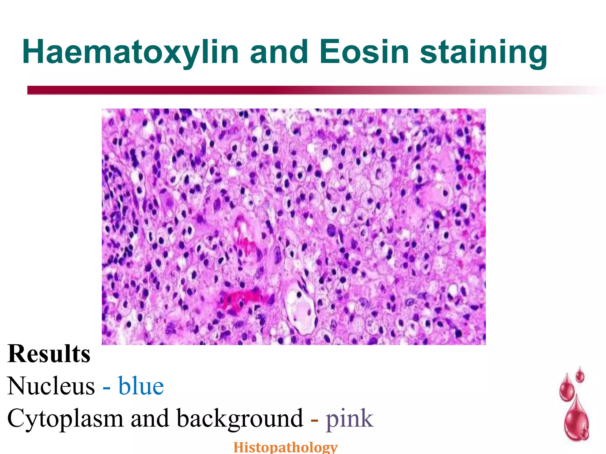 Lecturer 3. tissue staining | PPTX