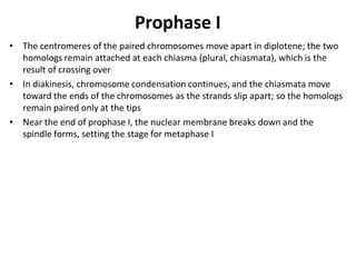 Lecturer 9 Meiosis.pptx