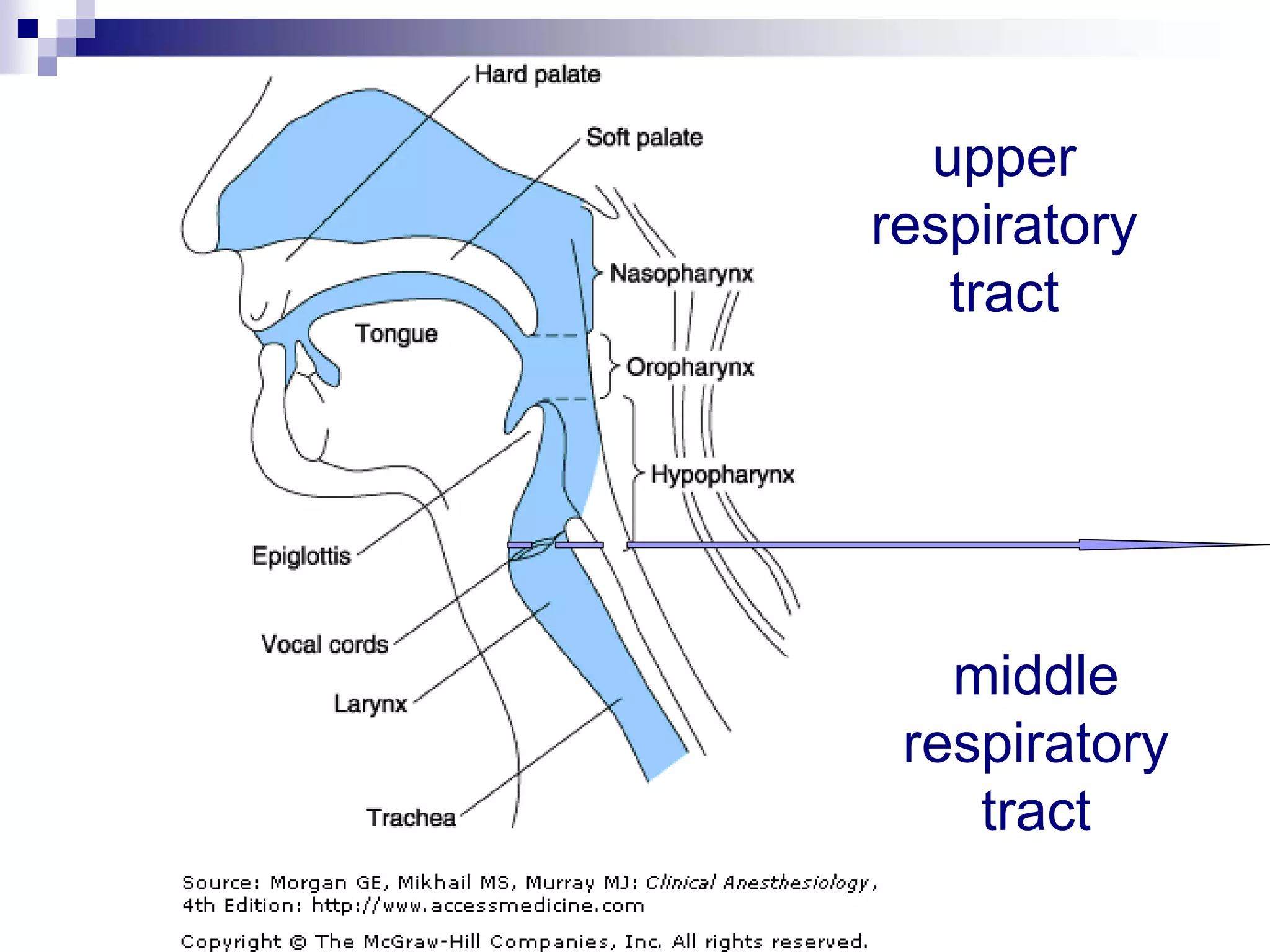 Lecture Respiratory system.pptx