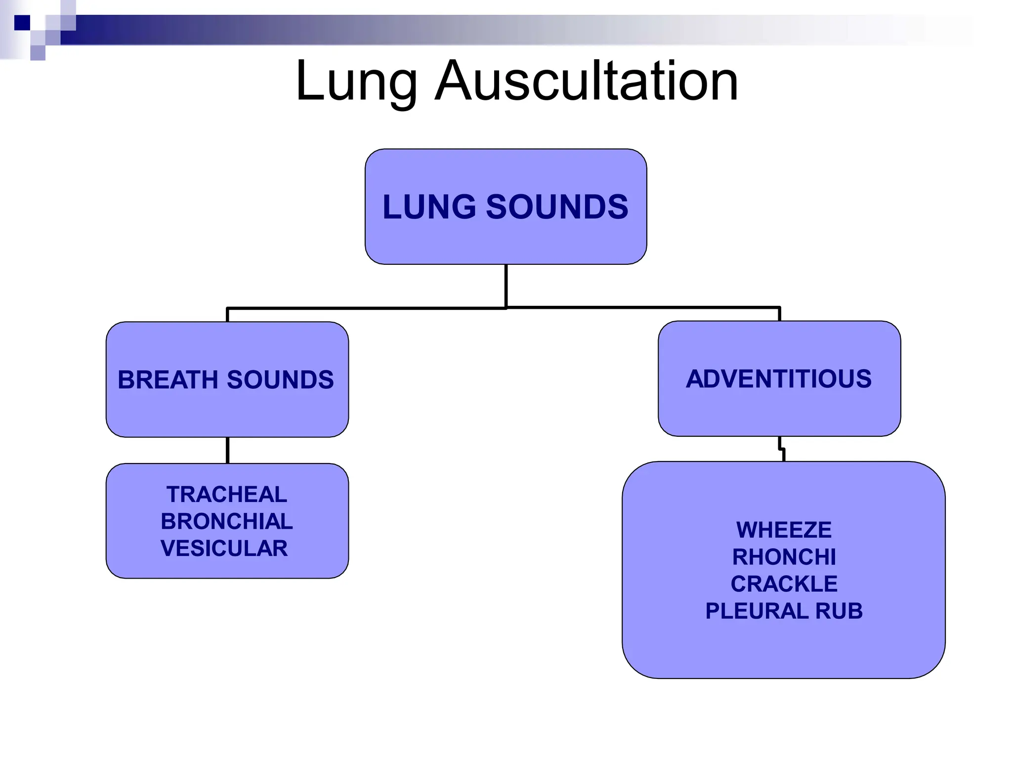 Lecture Respiratory system features. Examination of respiratory system ...