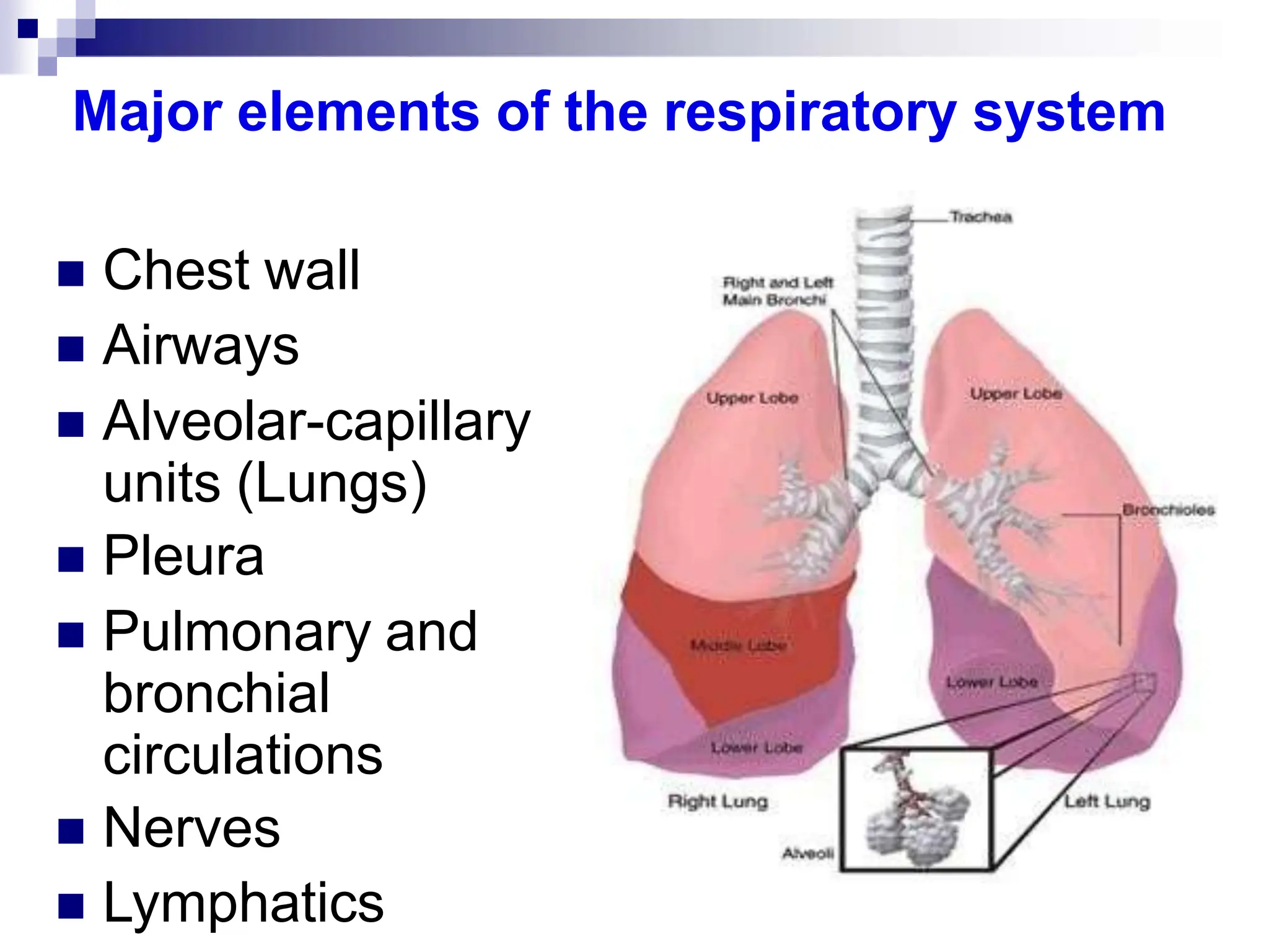 Lecture Respiratory system features. Examination of respiratory system ...