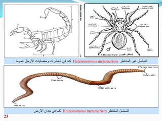 Lecturer No.2.pptx | Free Download