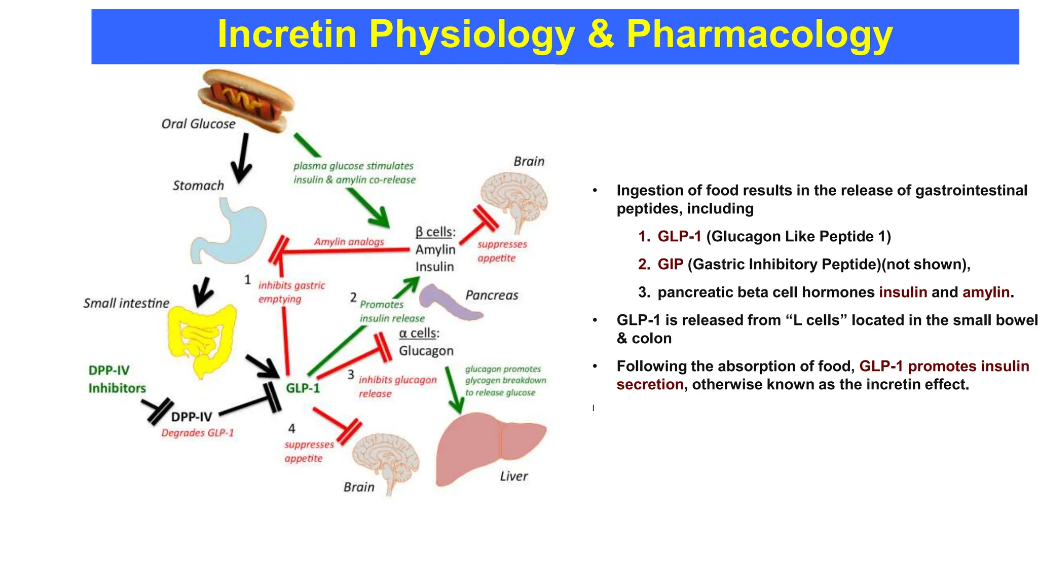 Oral GLP1 agonist, update on how to use+benefit | PPTX