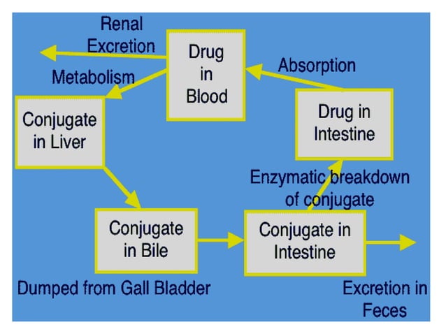 Lectures 15 Excretion of drug & Enterohepatic Circulation | PPT