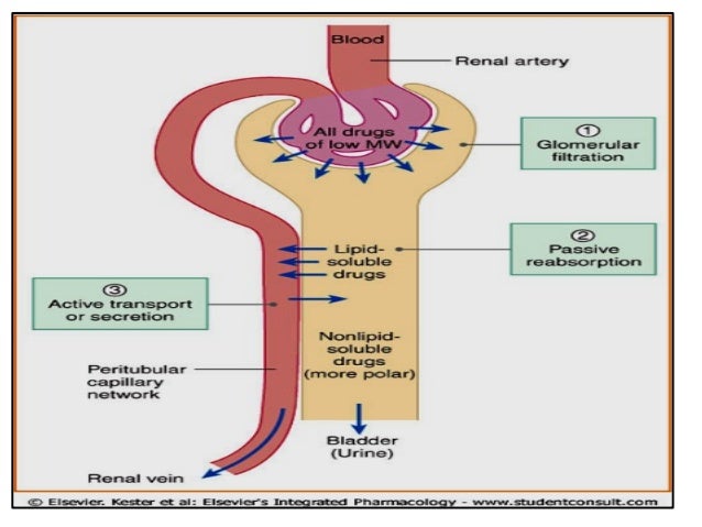 Lectures 15 Excretion of drug & Enterohepatic Circulation