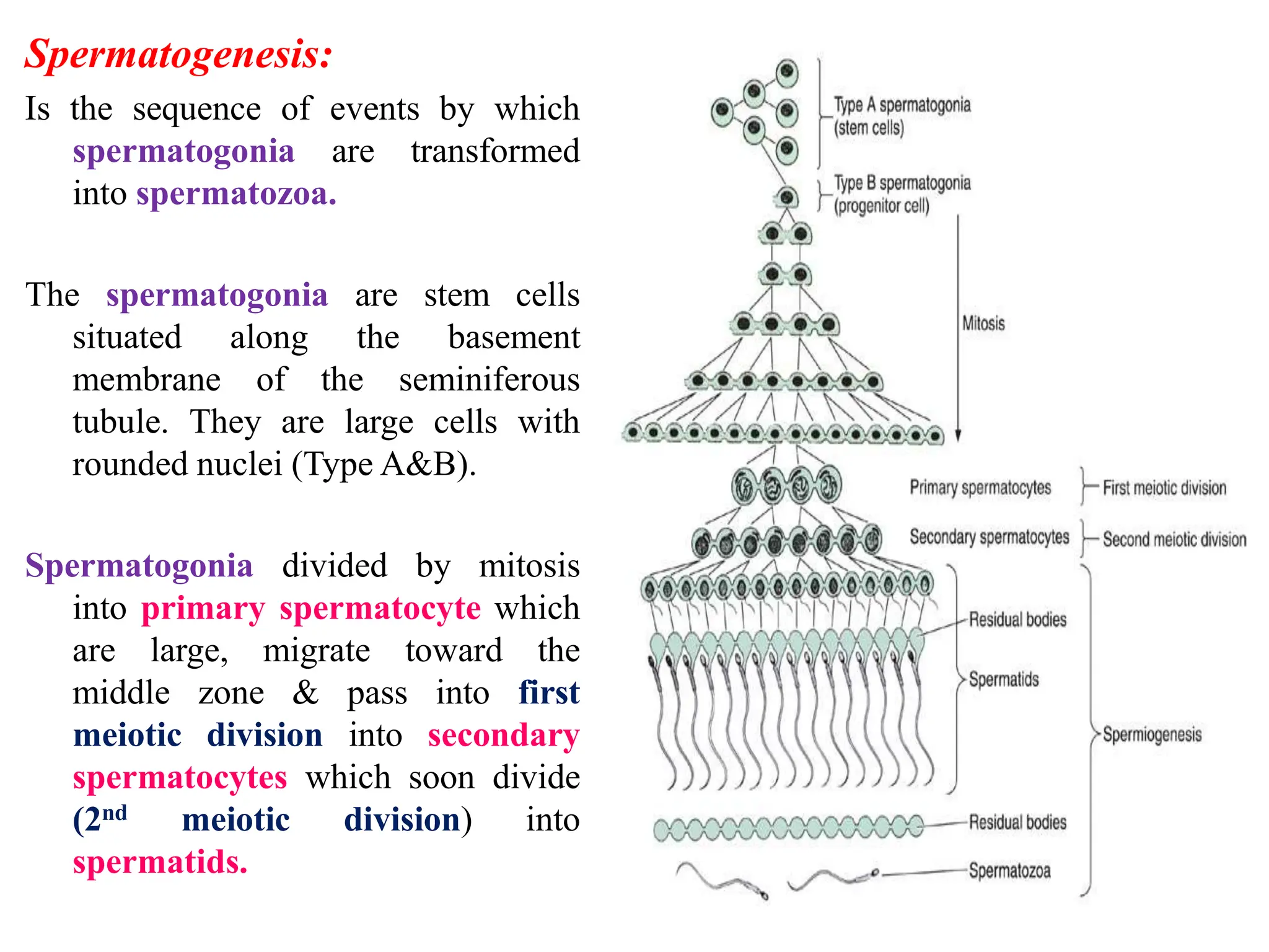 Embryology_Gametogenle_reproductive.pptx | Infertility | Reproductive ...