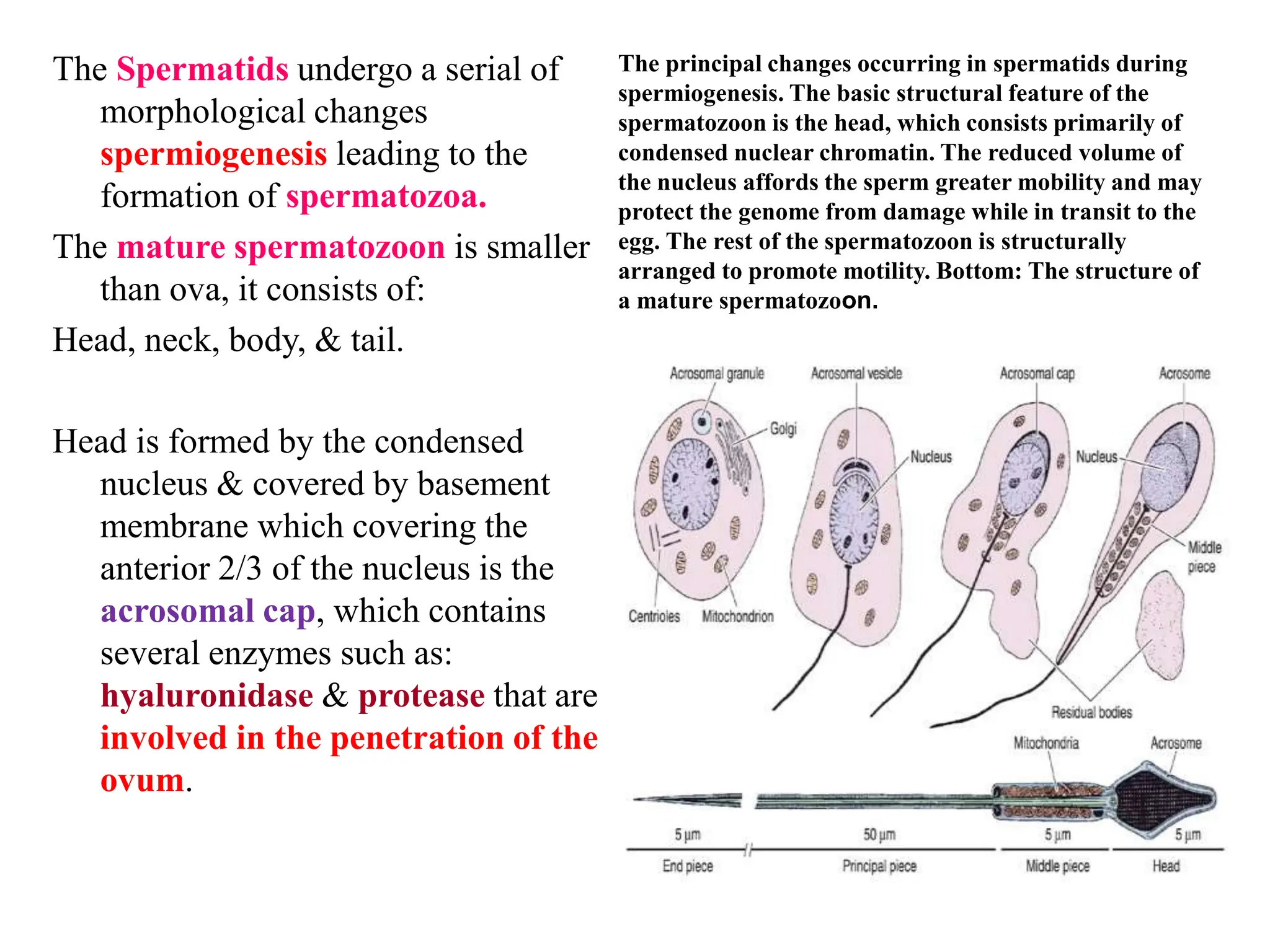 Embryology_Gametogenle_reproductive.pptx | Infertility | Reproductive ...