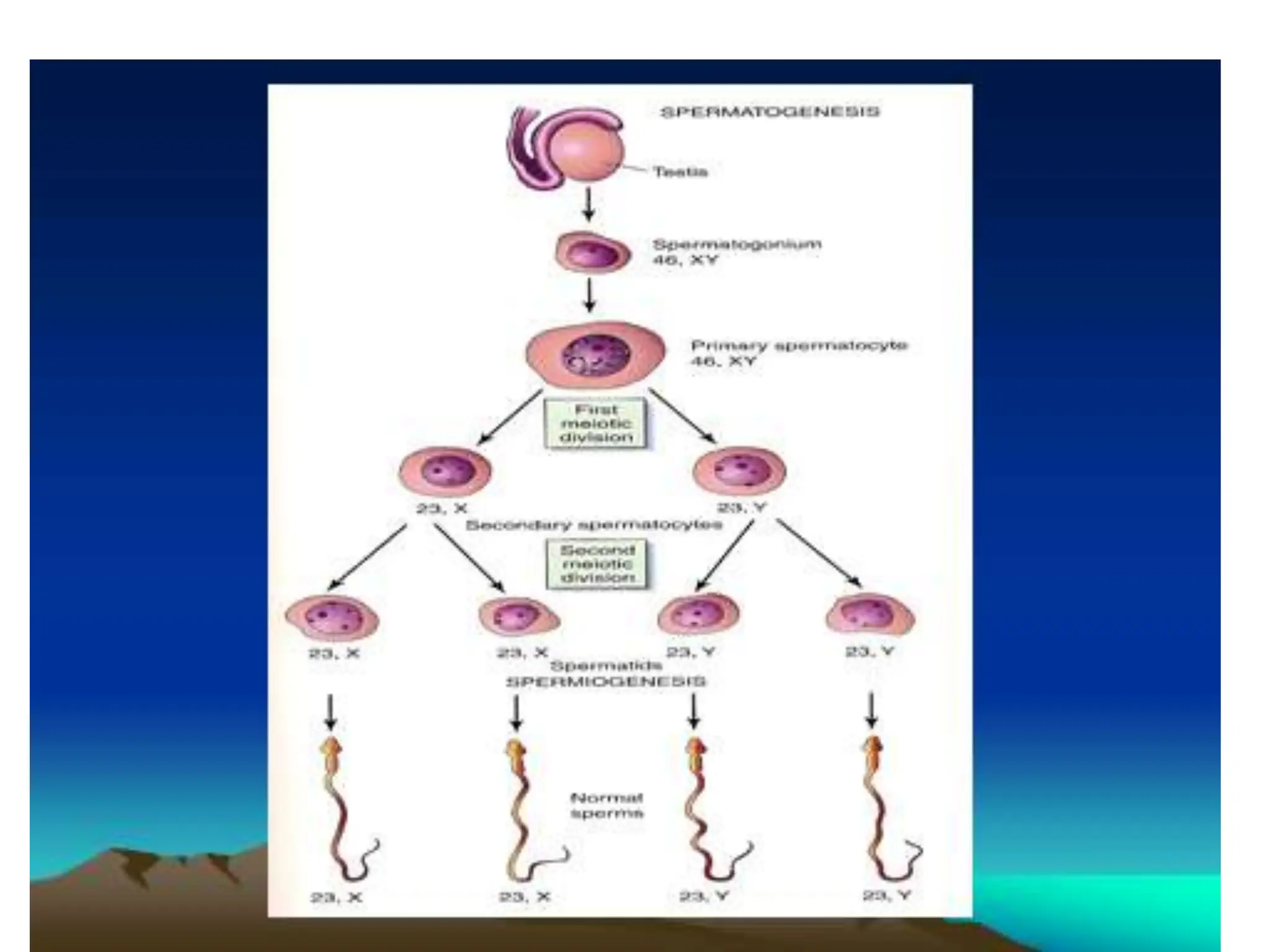 Embryology_Gametogenle_reproductive.pptx | Infertility | Reproductive ...