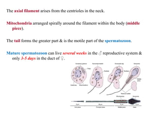 Embryology_Gametogenle_reproductive.pptx | Infertility | Reproductive ...