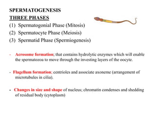 Embryology_Gametogenle_reproductive.pptx | Infertility | Reproductive ...