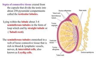 Embryology_Gametogenle_reproductive.pptx