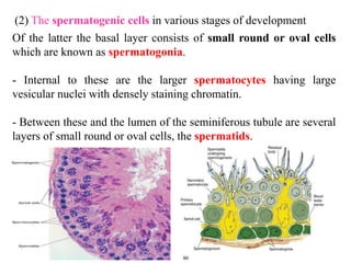 Embryology_Gametogenle_reproductive.pptx | Infertility | Reproductive ...