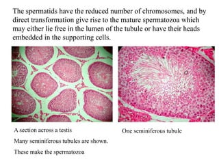 Embryology_Gametogenle_reproductive.pptx | Infertility | Reproductive ...