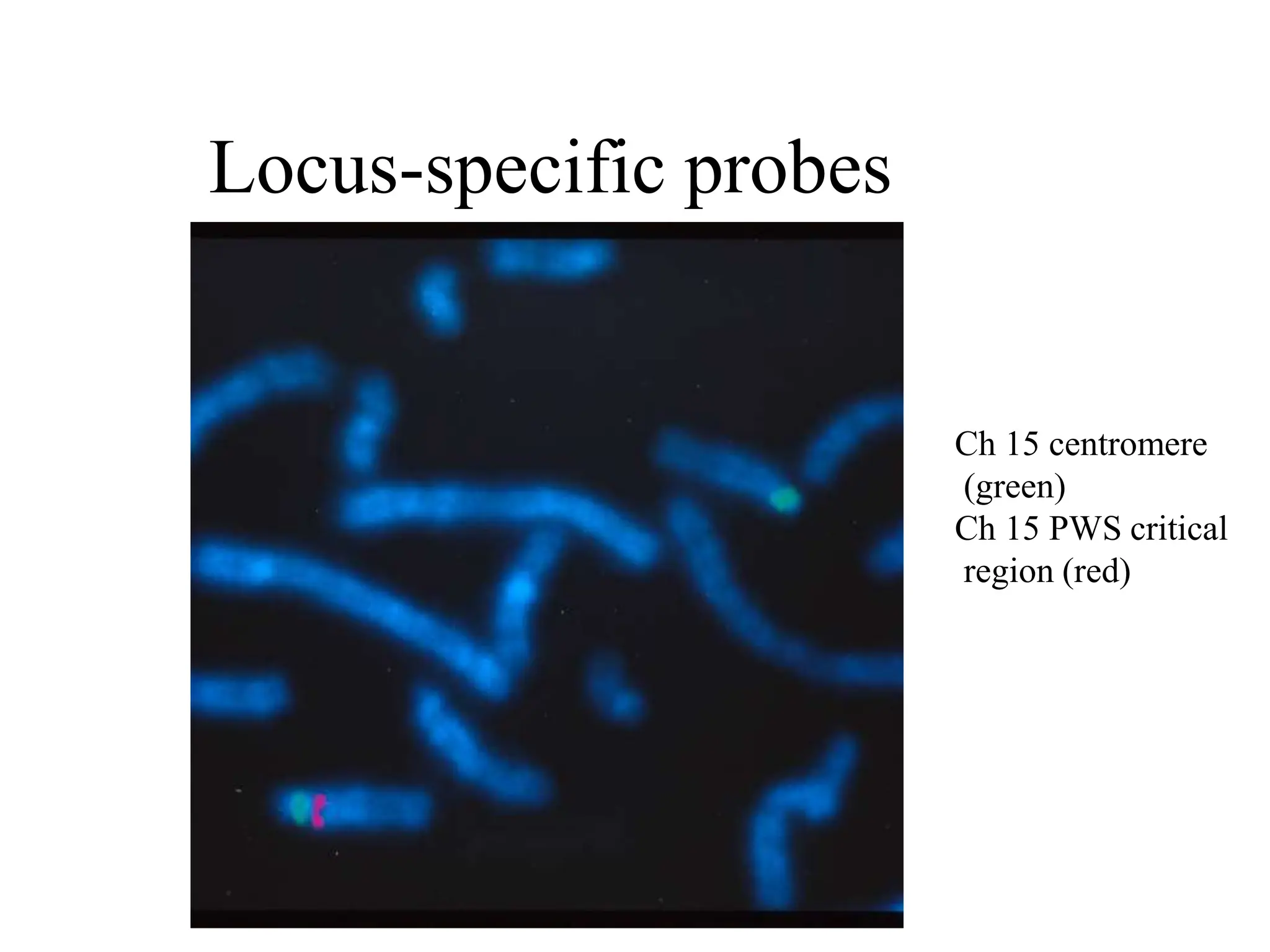 CYTOGENETICS LECTURE POWERPOINT PRESENTATION | PPT