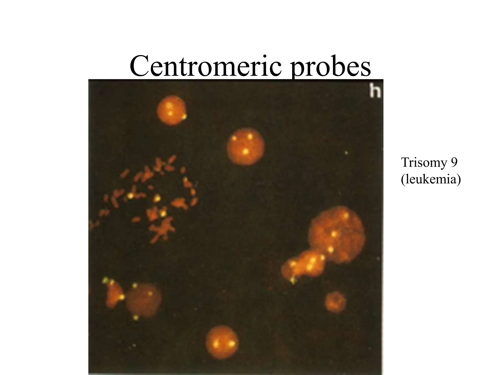 CYTOGENETICS LECTURE POWERPOINT PRESENTATION | PPT