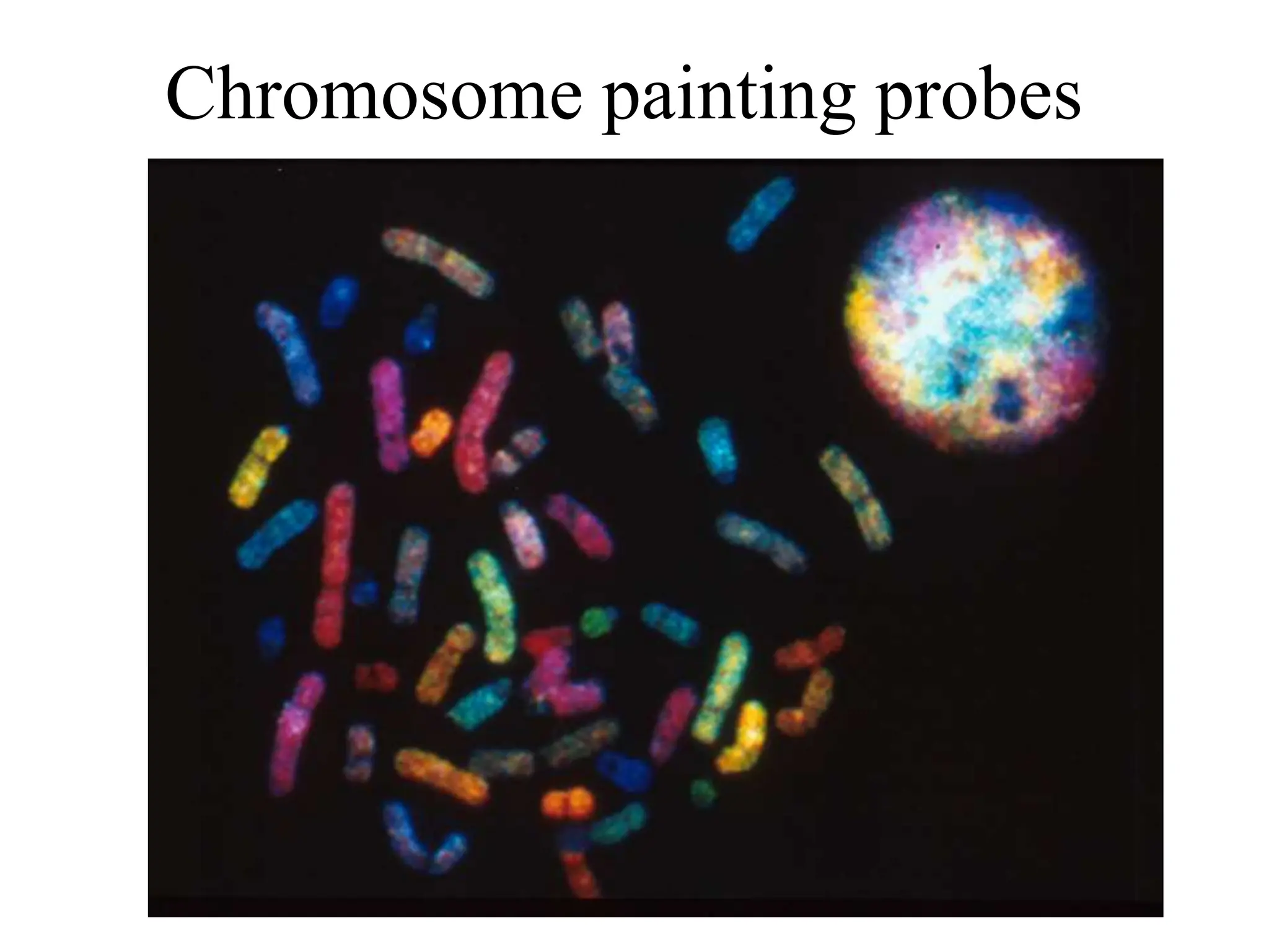 CYTOGENETICS LECTURE POWERPOINT PRESENTATION | PPT