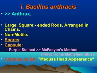 Bacillaceae-Lectures 8-11-Bacillus anthracis, B. cereus, Clostridium | PPT
