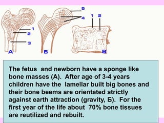,lecture skeletal.ppt
