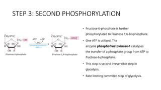 LECTURE SLIDES.pptx for glycolysis of sugar | PPTX