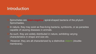 Lecture Spirochetes45565444433333333333333333333333.pptx