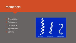 Lecture Spirochetes45565444433333333333333333333333.pptx