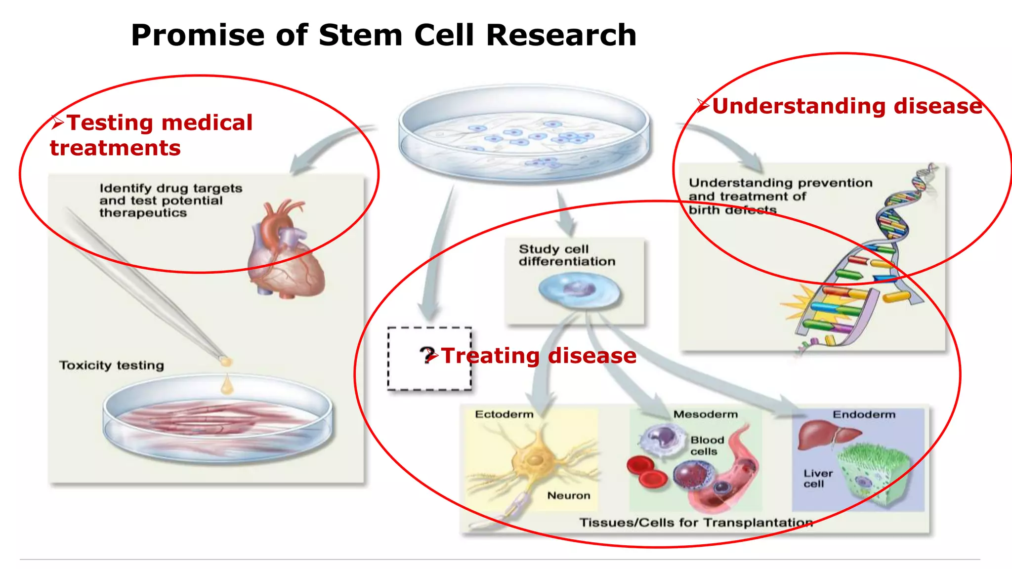 Lecture stem Cells.pptx