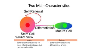 Lecture stem Cells.pptx