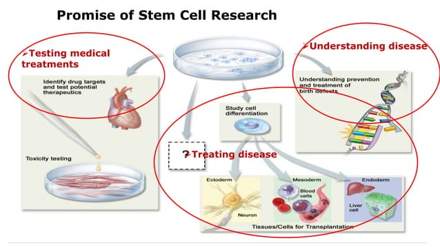 Lecture stem Cells.pptx
