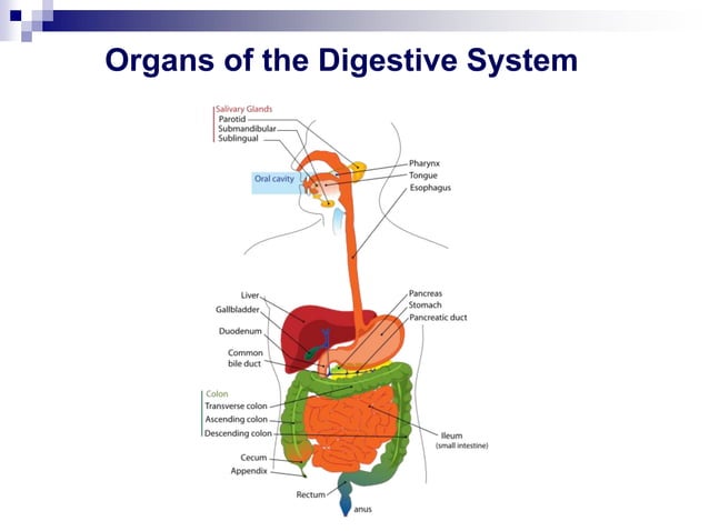 Lecture The digestive system.pdf