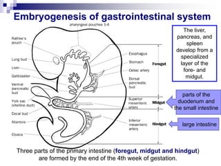 Lecture The digestive system.pdf