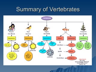 Lecture Three zoology classification living things.ppt