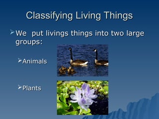 Lecture Three zoology classification living things.ppt