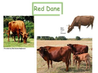 Lecture three dairy production | PPTX