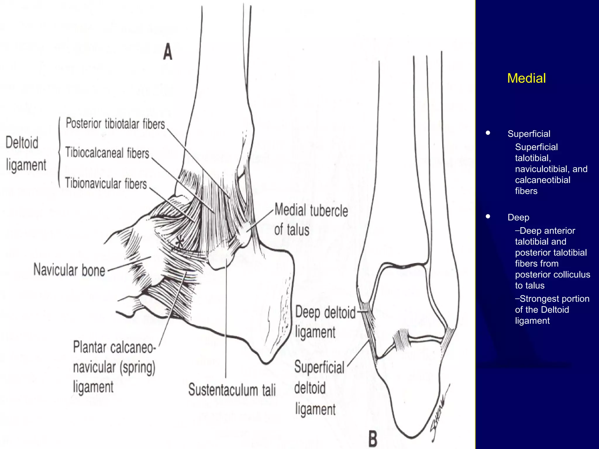 Lecture trauma ankle_tendon | PPT