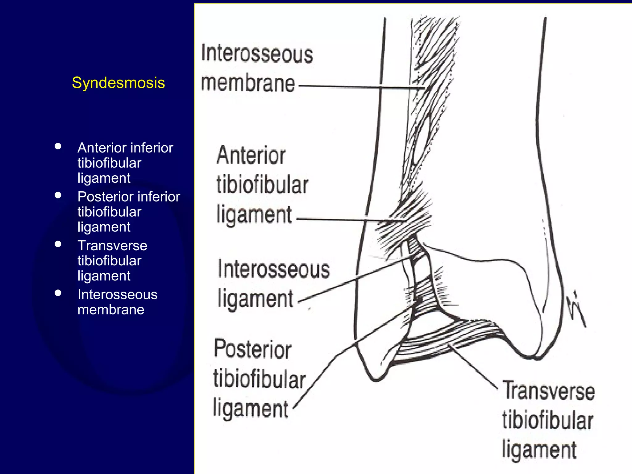Lecture trauma ankle_tendon | PPT