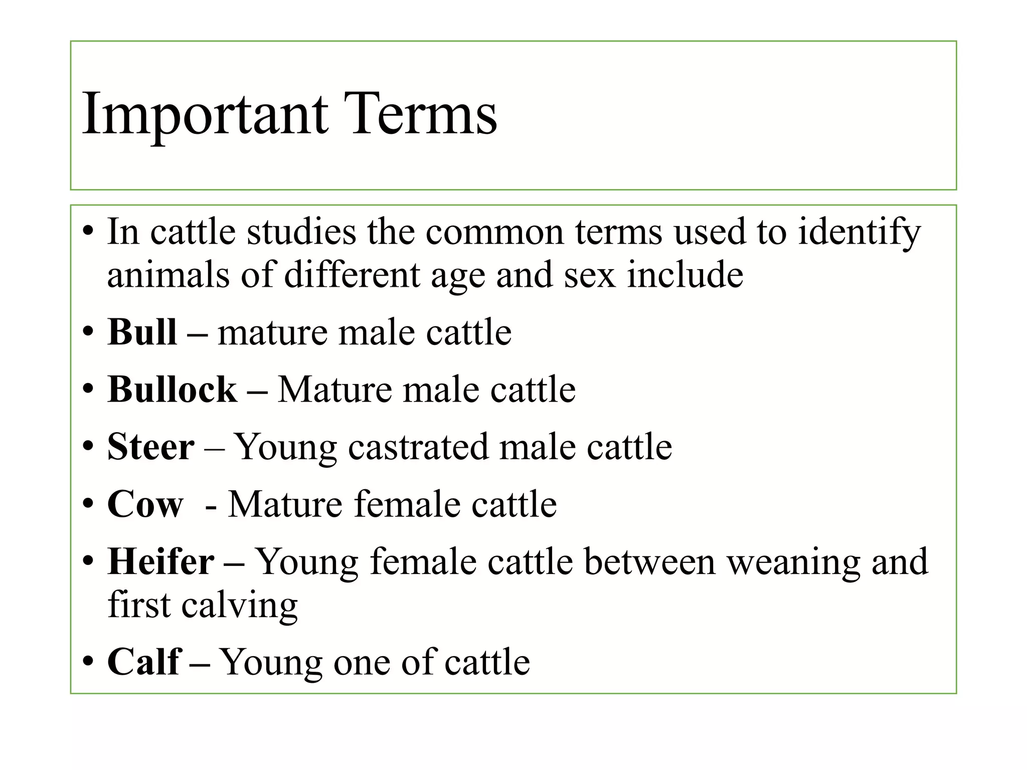 Lecture two beef production | PPTX