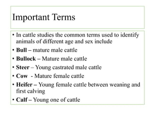 Lecture two beef production | PPTX