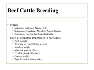 Lecture two beef production | PPTX