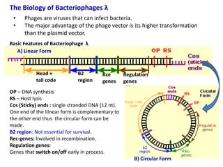 Lecture two Genetics engineering pptE.pptx
