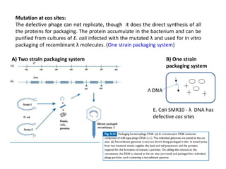 Lecture two Genetics engineering pptE.pptx